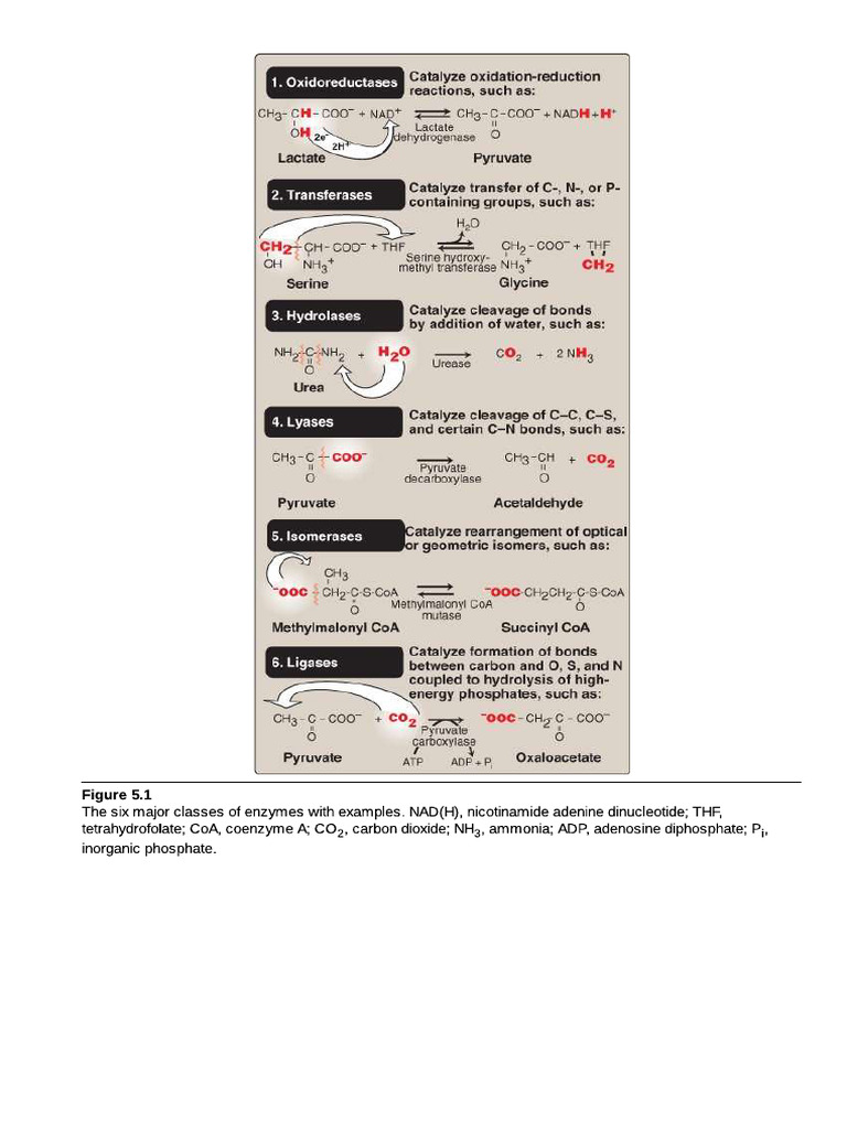Enzyme Classification and Inhibition | PDF