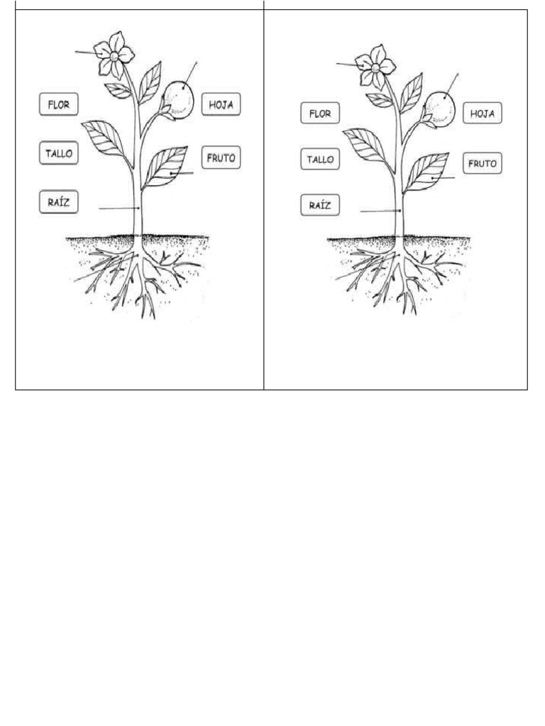 Partes de L Planta III Periodo | PDF