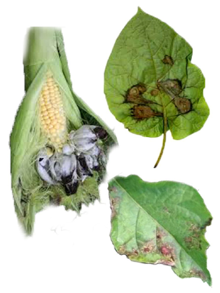 Imprimir Tizones | PDF