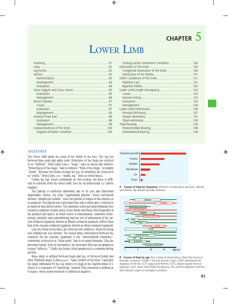 Lower Limb Anatomy and Conditions Guide | PDF | Knee | Human Leg
