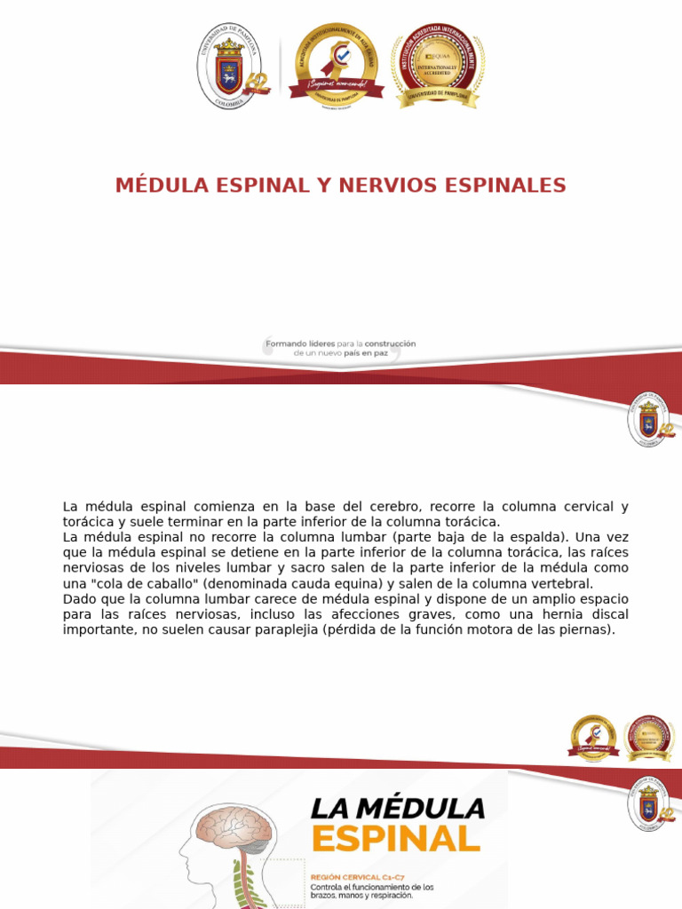 Medula Espinal y Nervios Espinales | PDF | Médula espinal | Nervio