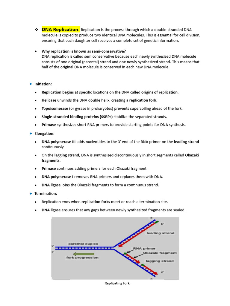 DNA Replication, Transcription, Translation | PDF | Dna Replication | Dna