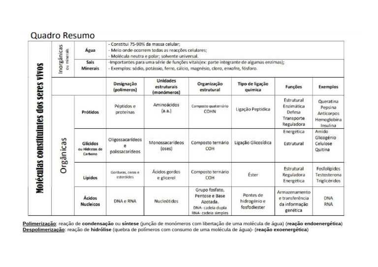 Cópia de Tabela Resumo Biomoléculas | PDF