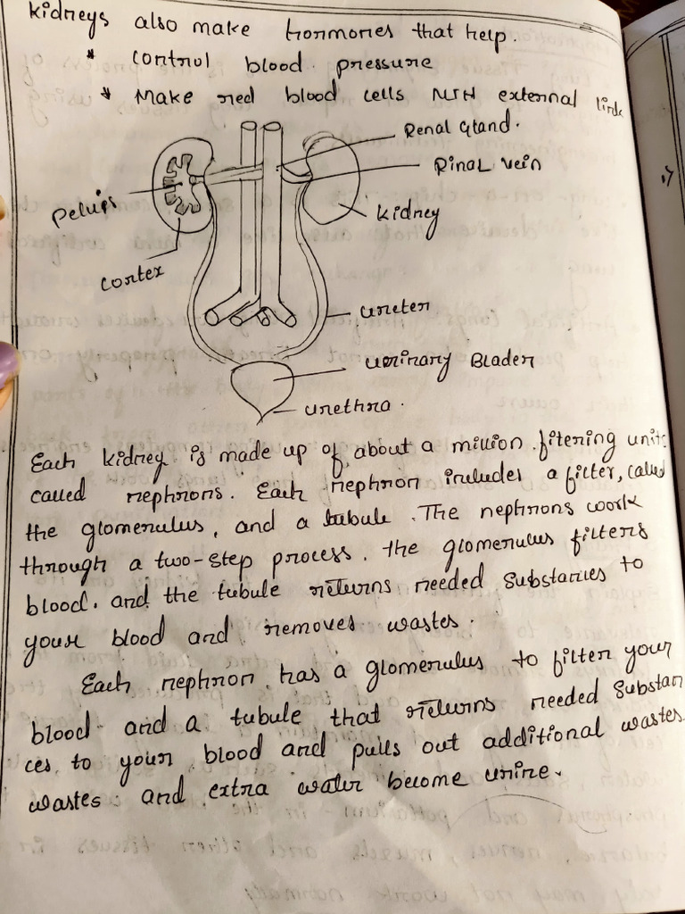 Bio Assignment (2) | PDF