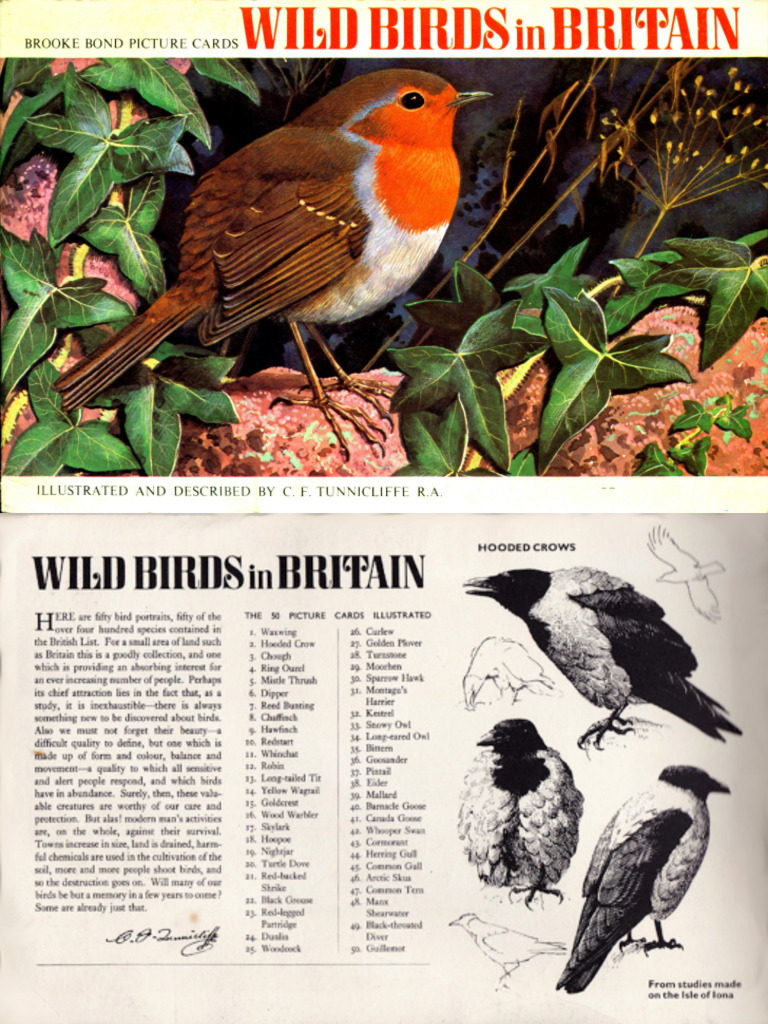 Wild Birds in Britain 1965 (Brooke Bond) | PDF