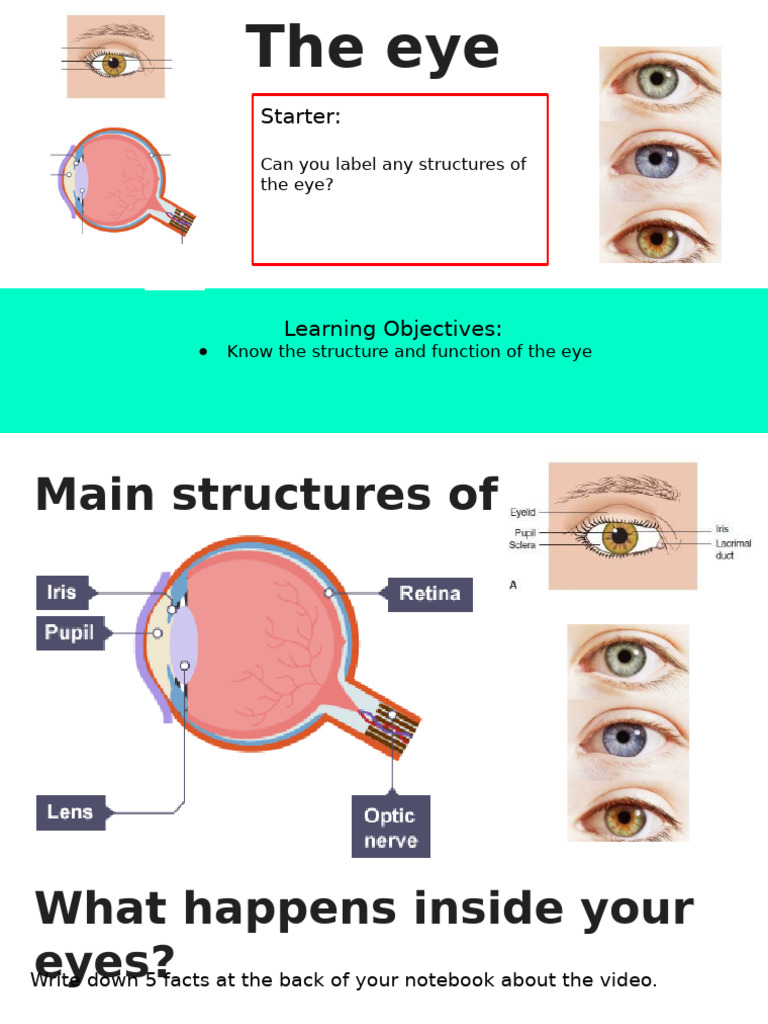 Anatomy and Function of the Eye | PDF