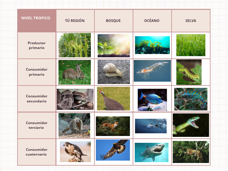 Gráfico Tabla Comparativa Elegante Rosado - 20250324 - 104454 - 0000 | PDF