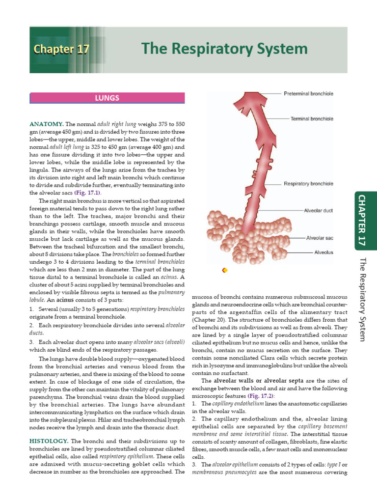 Respiratory | PDF | Lung | Respiratory Tract