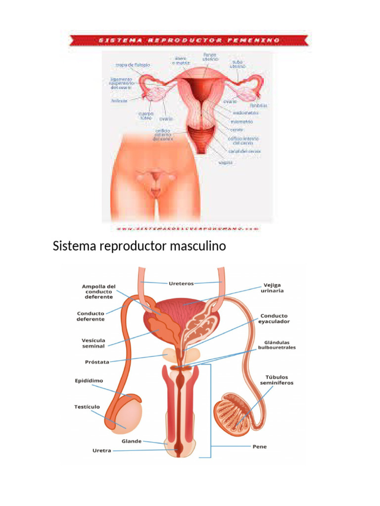 Sistema Reproductor Masculino | PDF