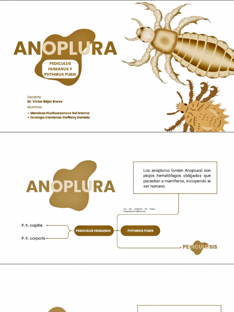 Anoplura | PDF