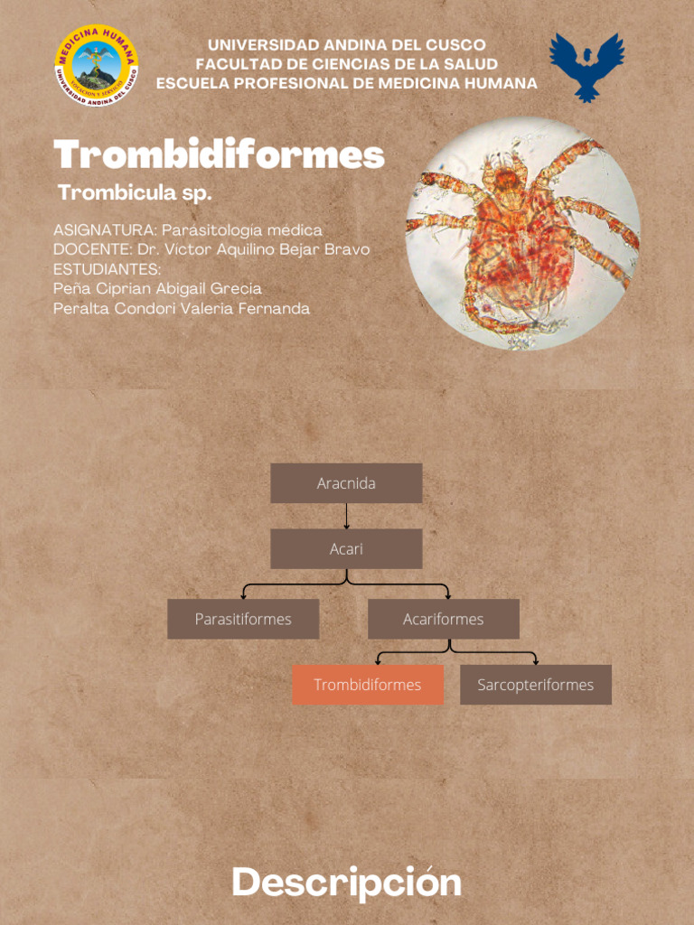 Trombiculiasis: Parásitos y Tratamiento | PDF | Inflamación | Sistema ...