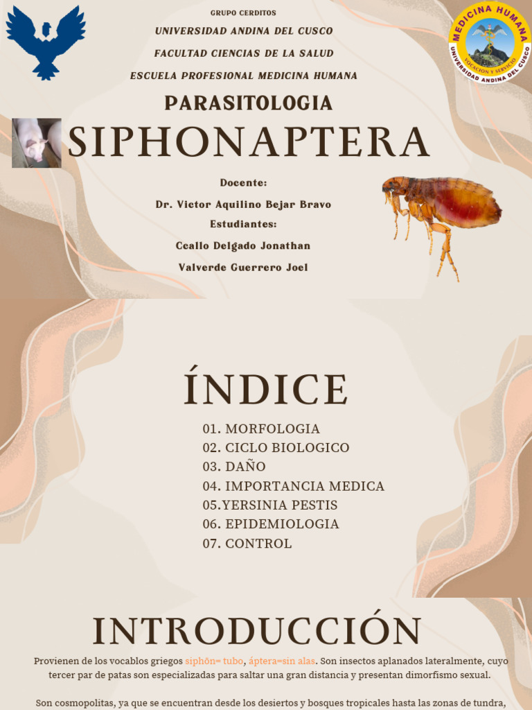 Tunga penetrans: Importancia y Control | PDF
