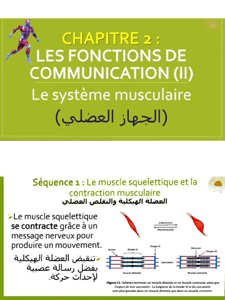 Le Système Musculaire | PDF