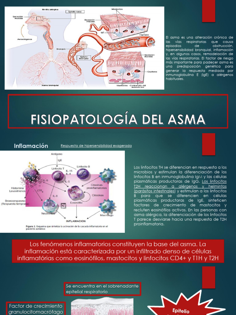 Fisiopatología Del Asma | PDF | Asma | Inflamación