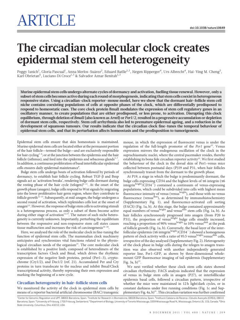 The Circadian Molecular Clock Creates | PDF | Clock | Epidermis
