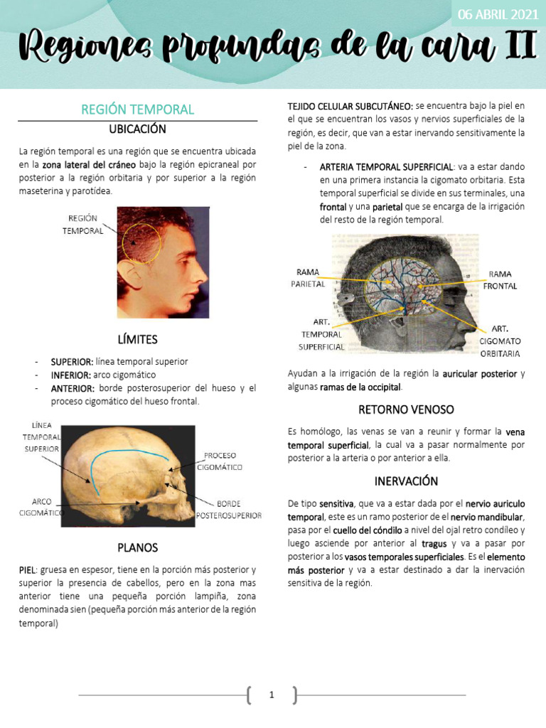 C.3 Regiones Profundas de La Cara Ii | PDF | Nariz humana ...