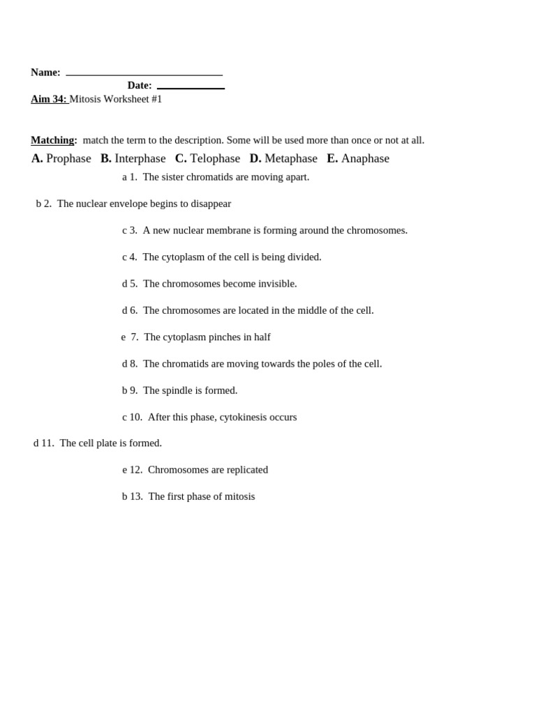Mitosis Worksheet Answers | PDF