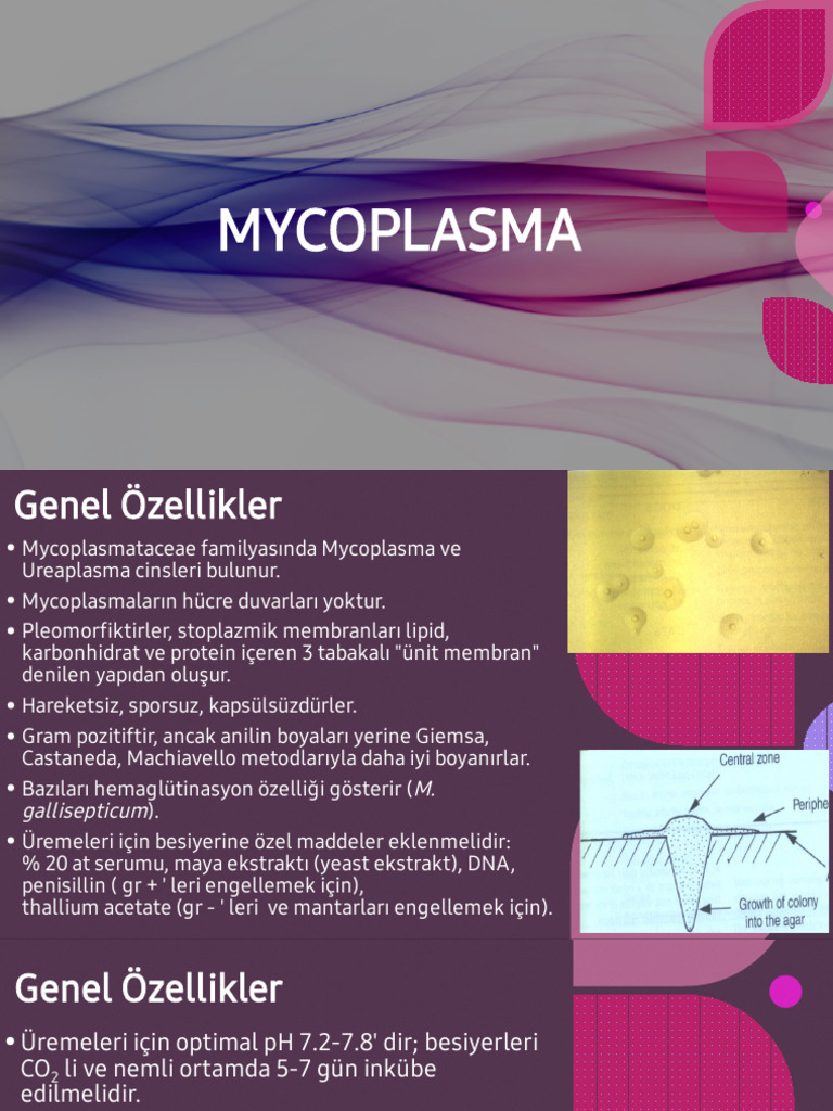 MYCOPLASMA | PDF