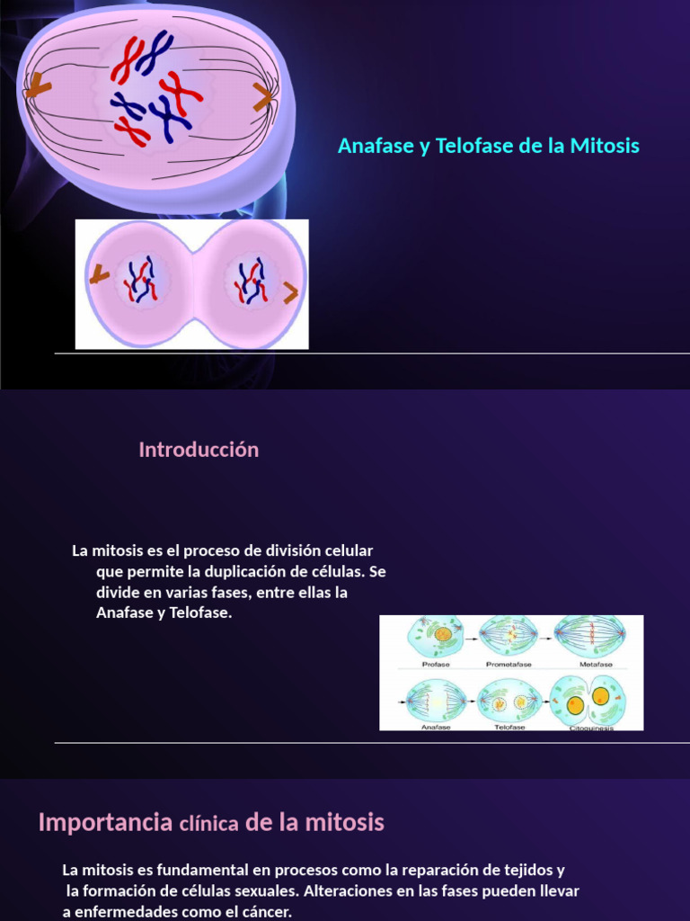 Anafase y Telofase. | PDF | Mitosis | Cromosoma