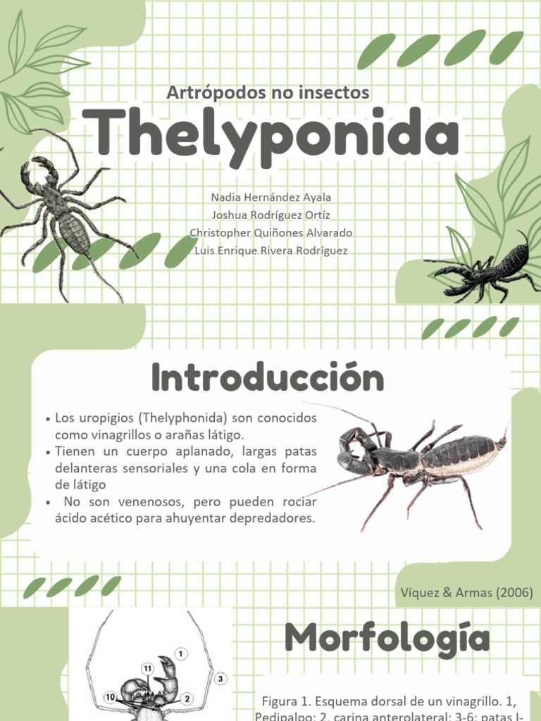 Morfología y Hábitos de Uropigios | PDF | Zoología | Artrópodos