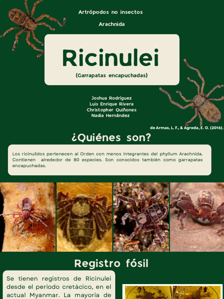 Morfología y Hábitos de Ricinulei | PDF | Zoología