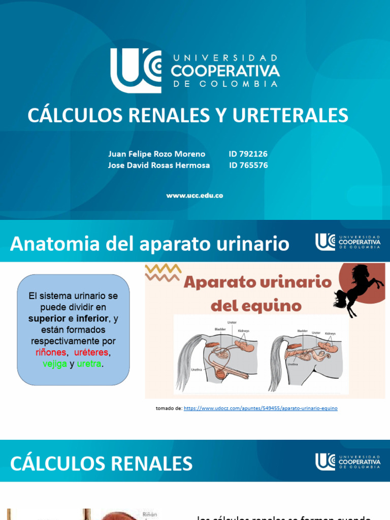 Cálculos Renales y Ureterales: Causas y Síntomas | PDF | Sistema ...