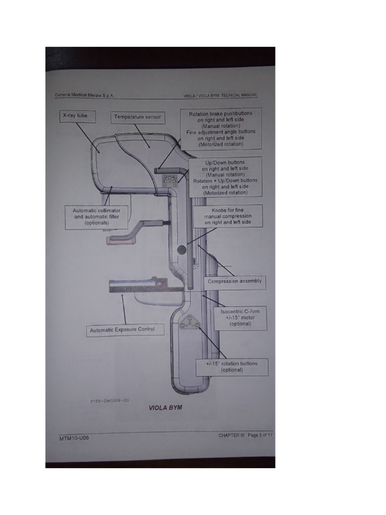 viola internal structure2 | PDF