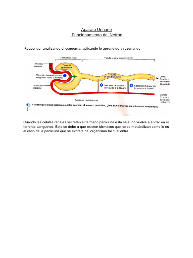 Nefrona - Aparato Urinario_ Funcionamiento del Nefrón | PDF