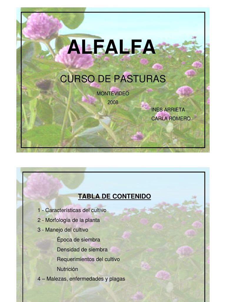 Alfalfa | PDF | Alfalfa | Insectos