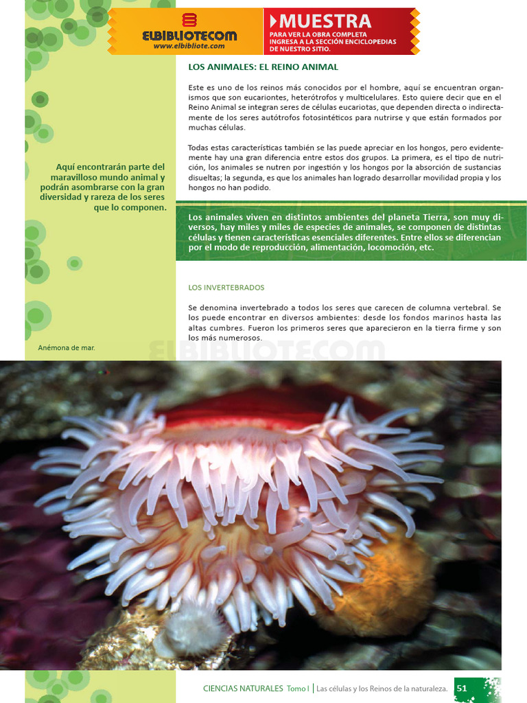 Características del Reino Animal | PDF | Zoología