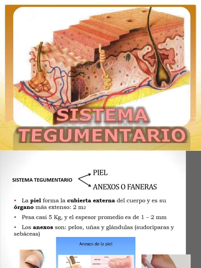Sistema Tegumentario (Clase) | PDF | Piel | Sistema tegumentario