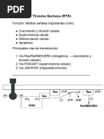 Clase 7-Cascada Ras-MAPK | PDF | Nucleo celular | Quinasa