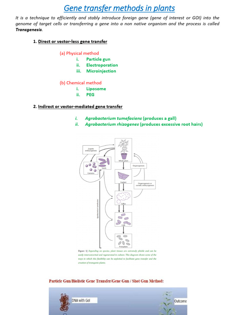 Gene Transfer Methods in Plants | PDF | Biology | Life Sciences