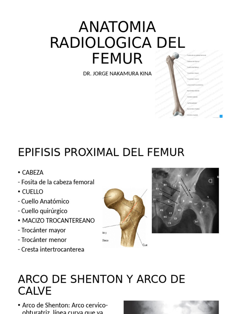 Anatomía Radiológica del Fémur y Rodilla | PDF | Rodilla | Articulaciones