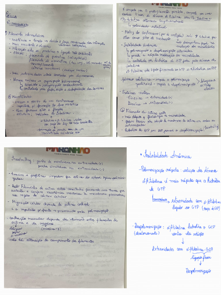 Citoesqueleto 250313 183907 | PDF