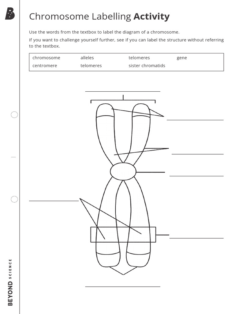 Chromosome Labelling Activity | PDF