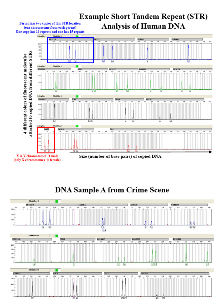 DNA Fingerprinting-STR Analysis Activity DATA-2021 | PDF