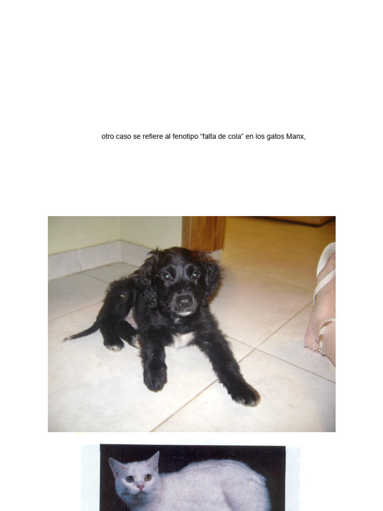 Tema 3c MODI Leyes de Mendel | PDF | Epistasis | Dominancia (Genética)