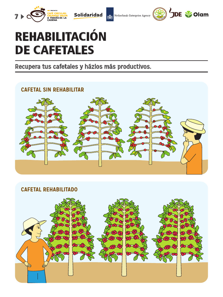 Rehabilitación Efectiva de Cafetales | PDF | Economias | Producción y ...