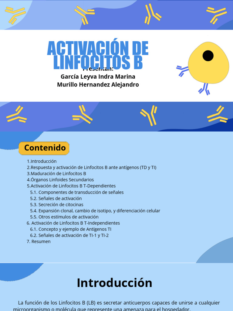 Activación de linfocitos B (1) | PDF | Célula B | Linfocitos