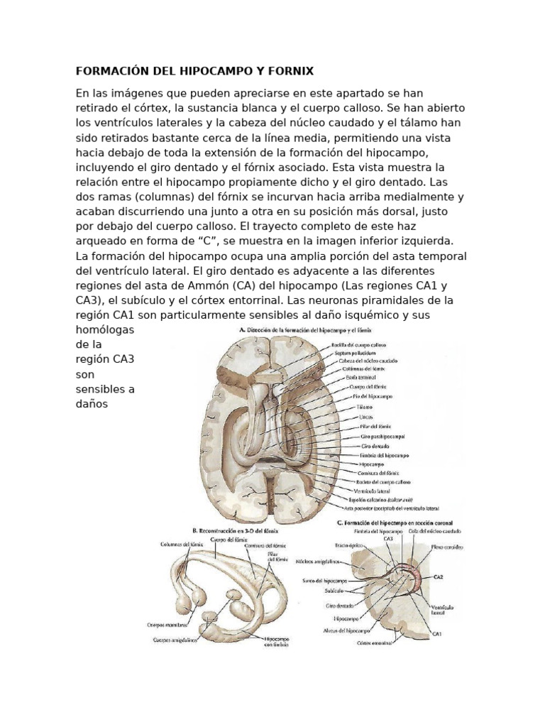 Anatomía y Funciones del Hipocampo | PDF | Cerebro | Neuroanatomía