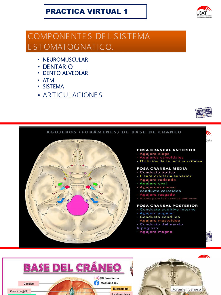 PRACTICA 1 MORFO 2 | PDF