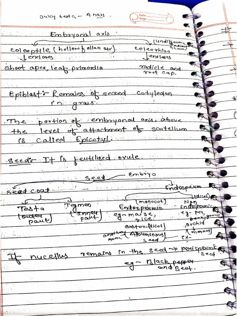 Embryonal Axis | PDF