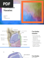 4 Fosas Nasales & Senos Paranasales | PDF | Nariz humana | Anatomía