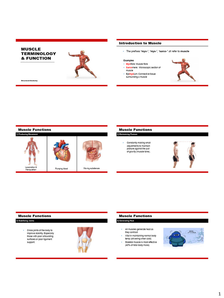 Muscle Anatomy and Function Overview | PDF | Muscle | Tissue (Biology)