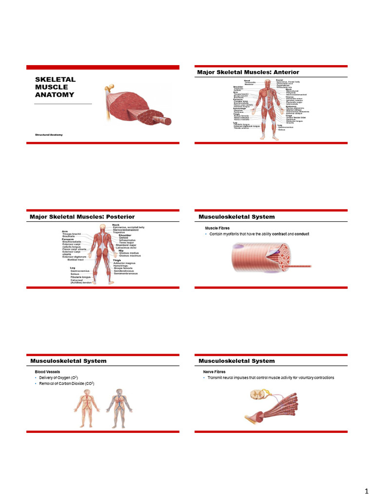 Skeletal Muscle Anatomy Overview | PDF | Cell Biology | Morphology ...