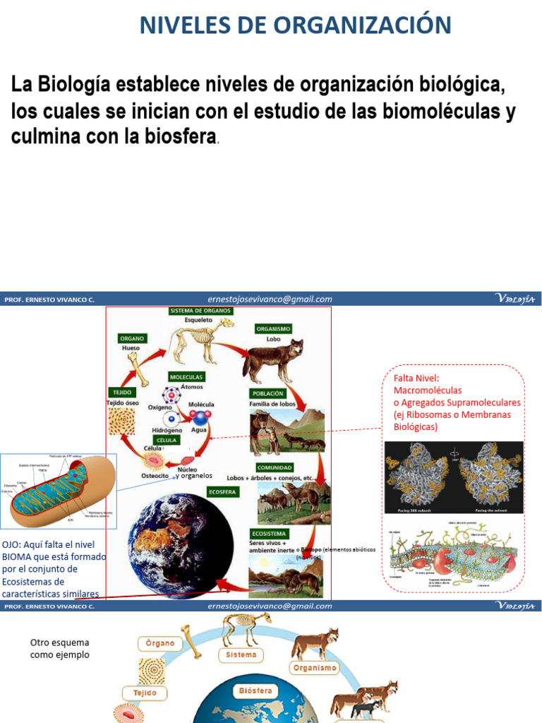 Niveles de Organización Biológica | PDF | Organismos | Biología Celular)