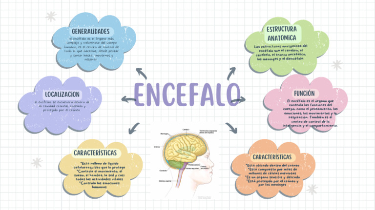Encéfalo - 20250218 - 194005 - 0000 | PDF | Cerebro | Órgano (anatomía)