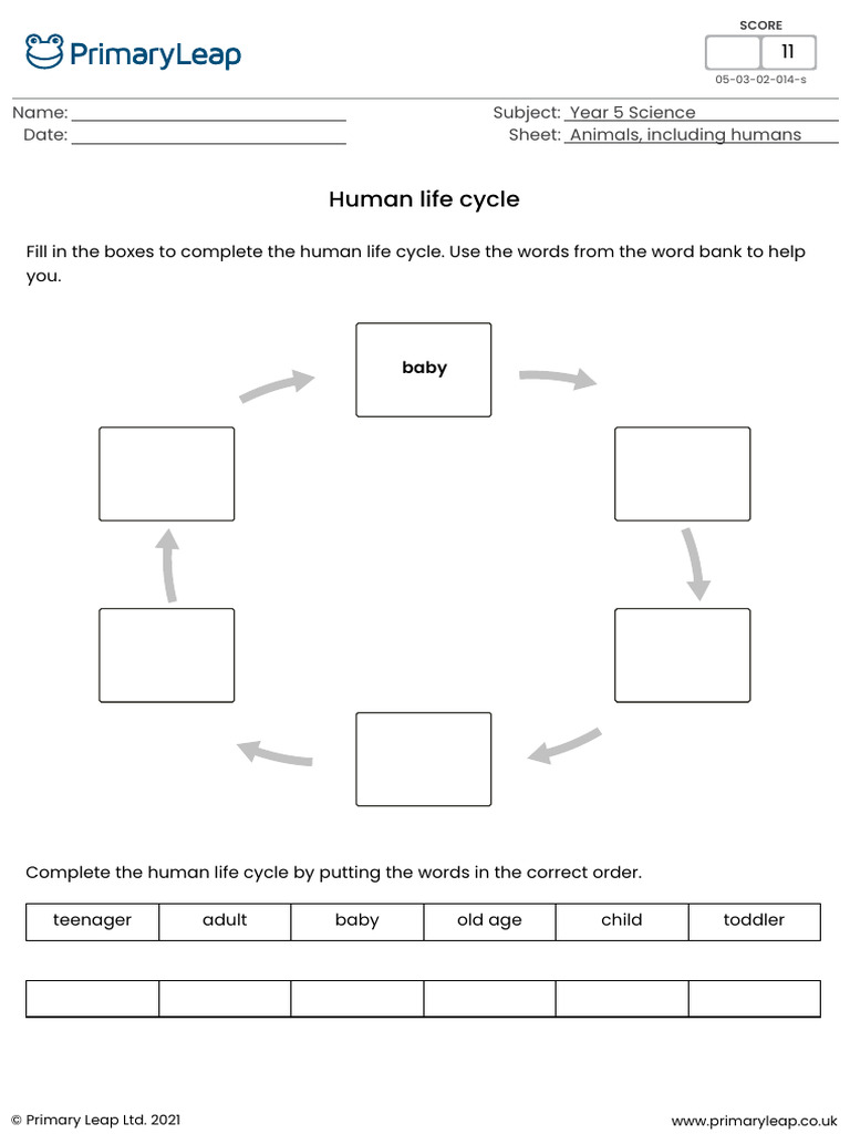 Human Life Cycle Worksheet | PDF