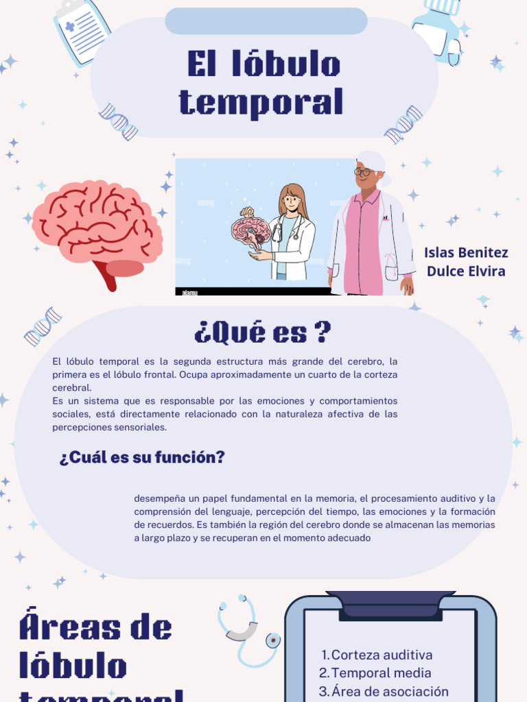 Funciones y lesiones del lóbulo temporal | PDF | Lóbulo temporal | Cerebro